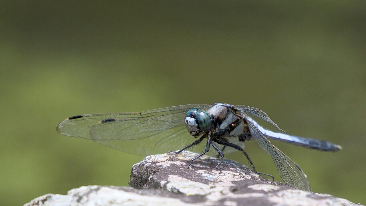The Fastest Flying Insect Ever Recorded – Insect Hive