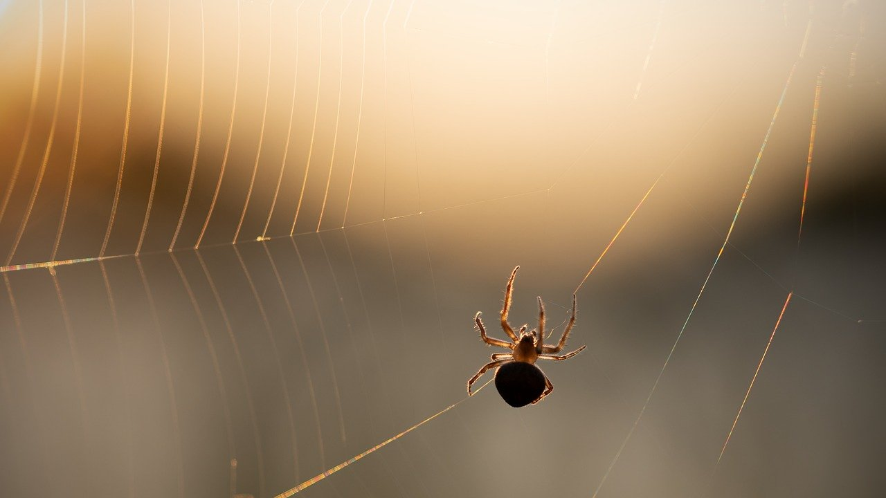 The Spider That Spins the Strongest Silk in the World – Insect Hive