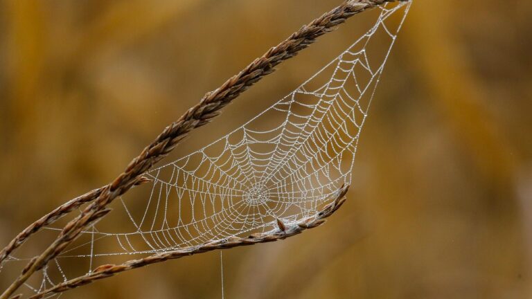 The Spider That Spins the Strongest Silk in the World – Insect Hive