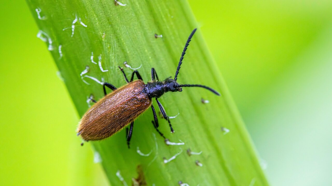 Meet the Beetles: Why This Insect Group Dominates the Planet – Insect Hive