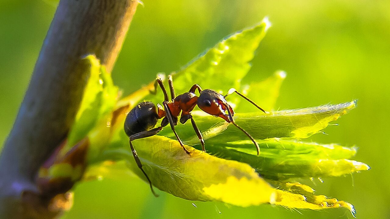 Army Ants on the Move: Nature’s Living Rivers of Death – Insect Hive