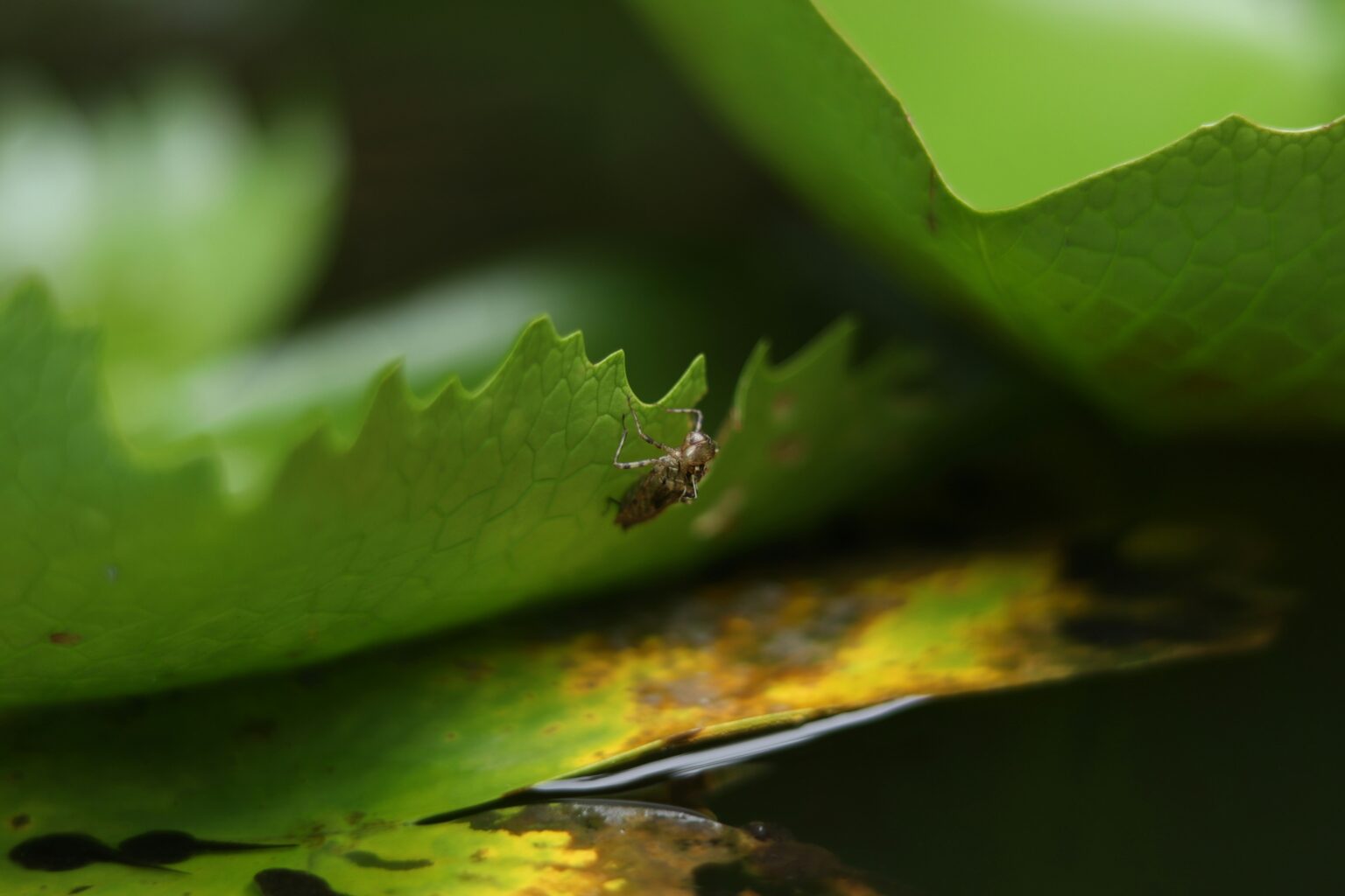 The Smallest Non-Venomous Spider in the World – Insect Hive