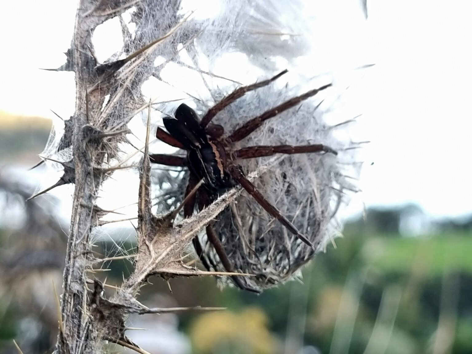 The Smallest Non-Venomous Spider in the World – Insect Hive
