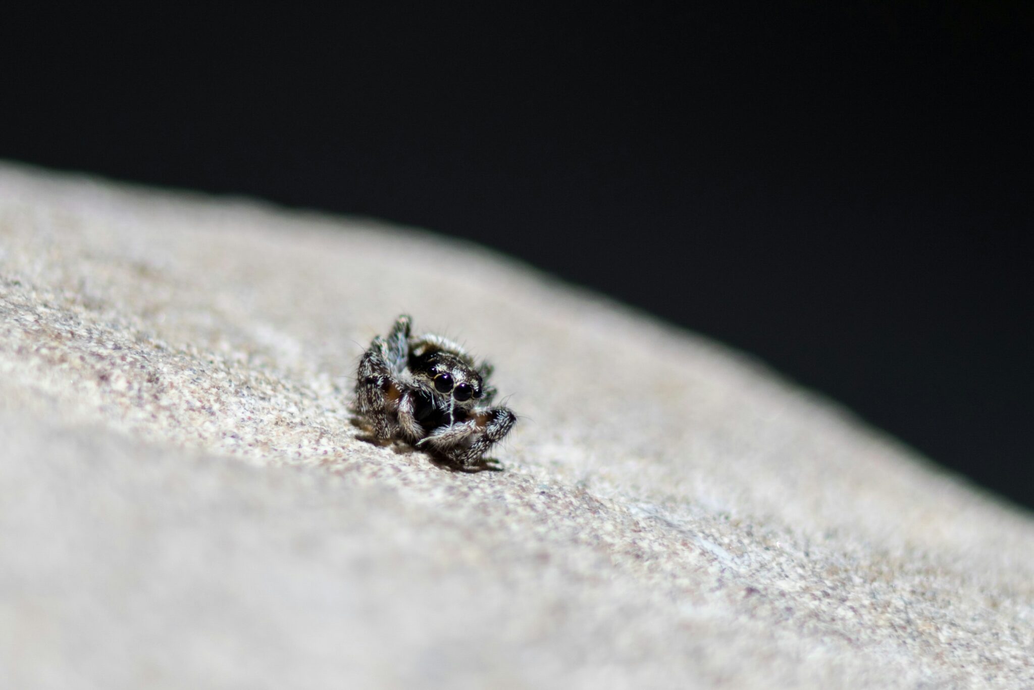 The Smallest Non-Venomous Spider in the World – Insect Hive