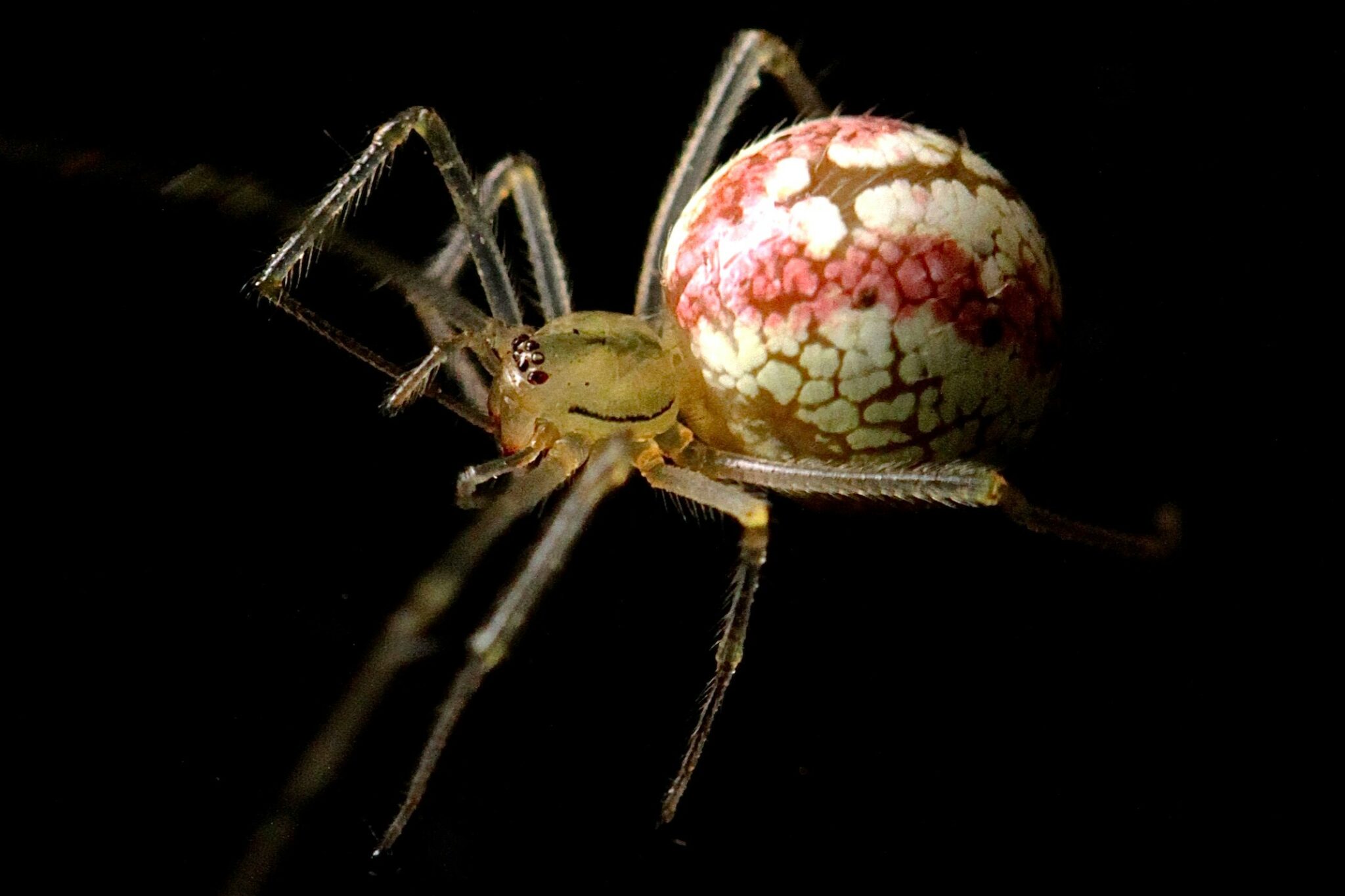 The Most Venomous Spiders in the World Ranked by Toxicity – Insect Hive