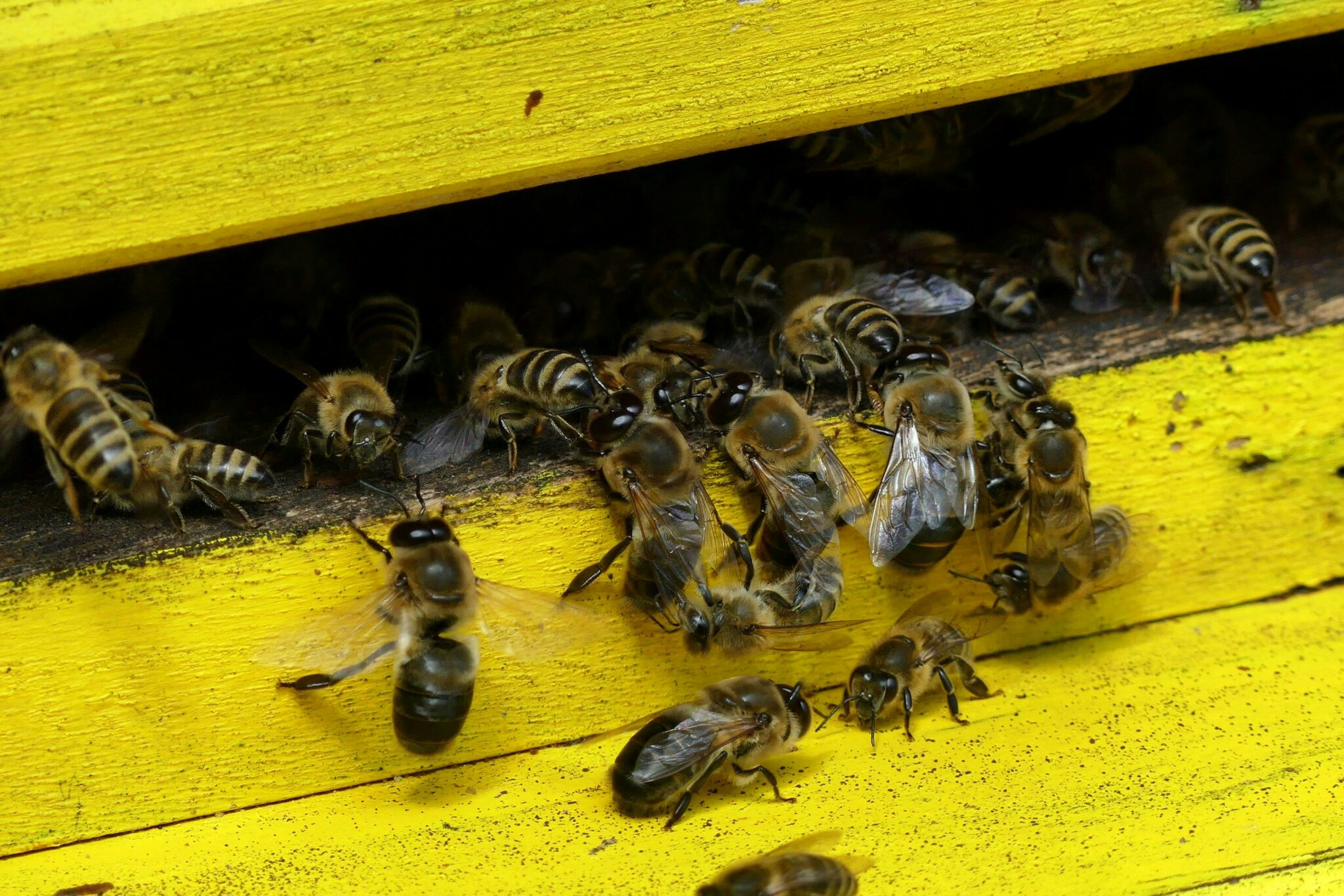 Why That Buzzing Near Your Ear Isn’t Random – Insect Hive