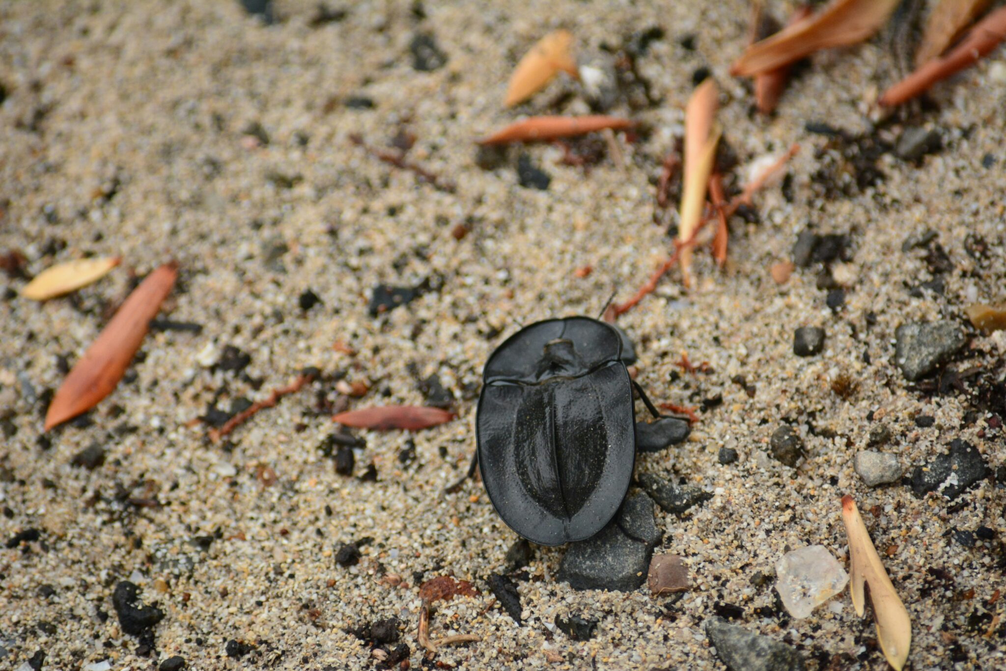 How Black Widow Venom Affects the Human Body – Insect Hive