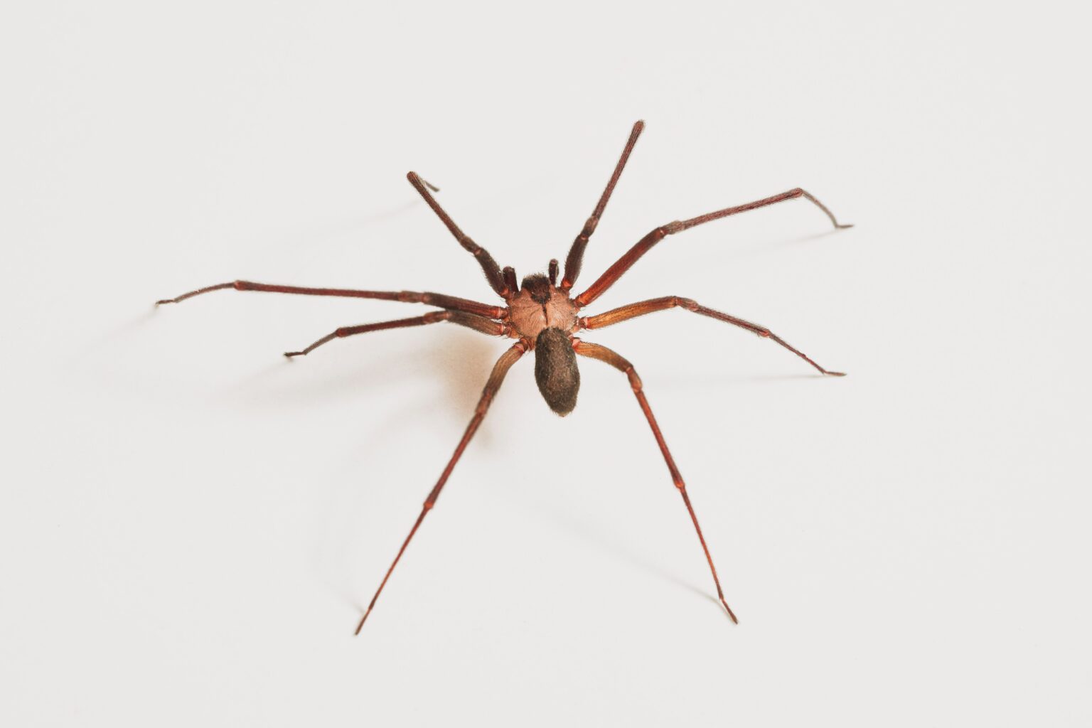 The Most Venomous Spiders in the World Ranked by Toxicity – Insect Hive