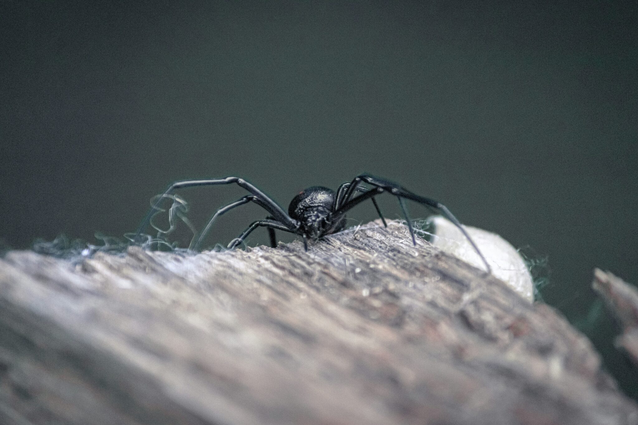 The Most Venomous Spiders in the World Ranked by Toxicity – Insect Hive