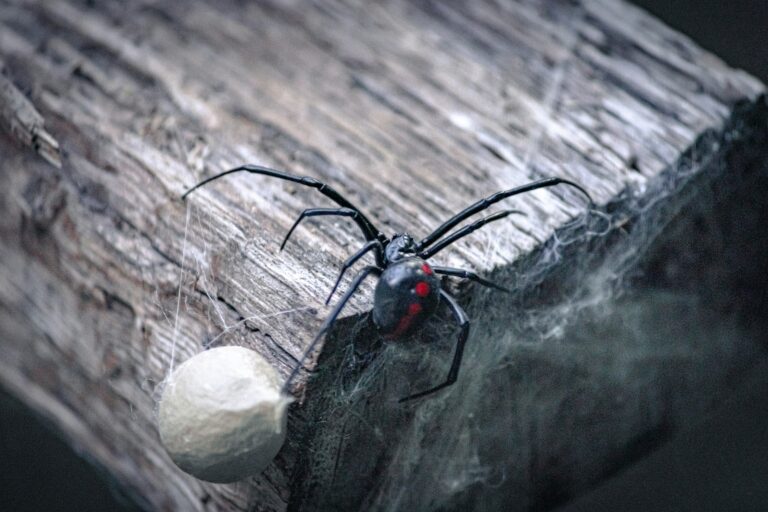 The Texas Redback Spider: A Colorful Cousin of the Black Widow – Insect ...