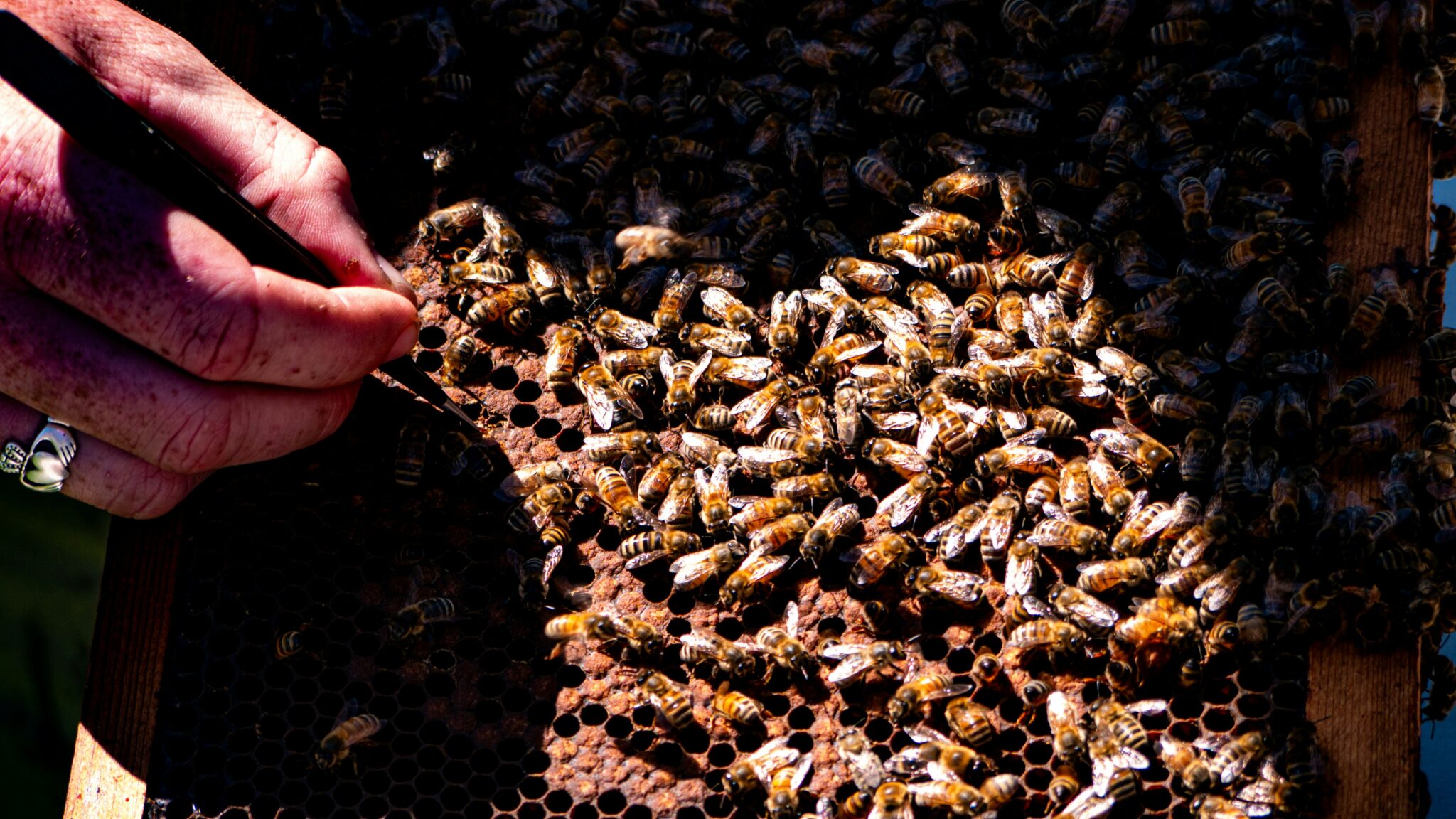 Can Insects Be the Future of Protein The Health Case for Eating Bugs ...