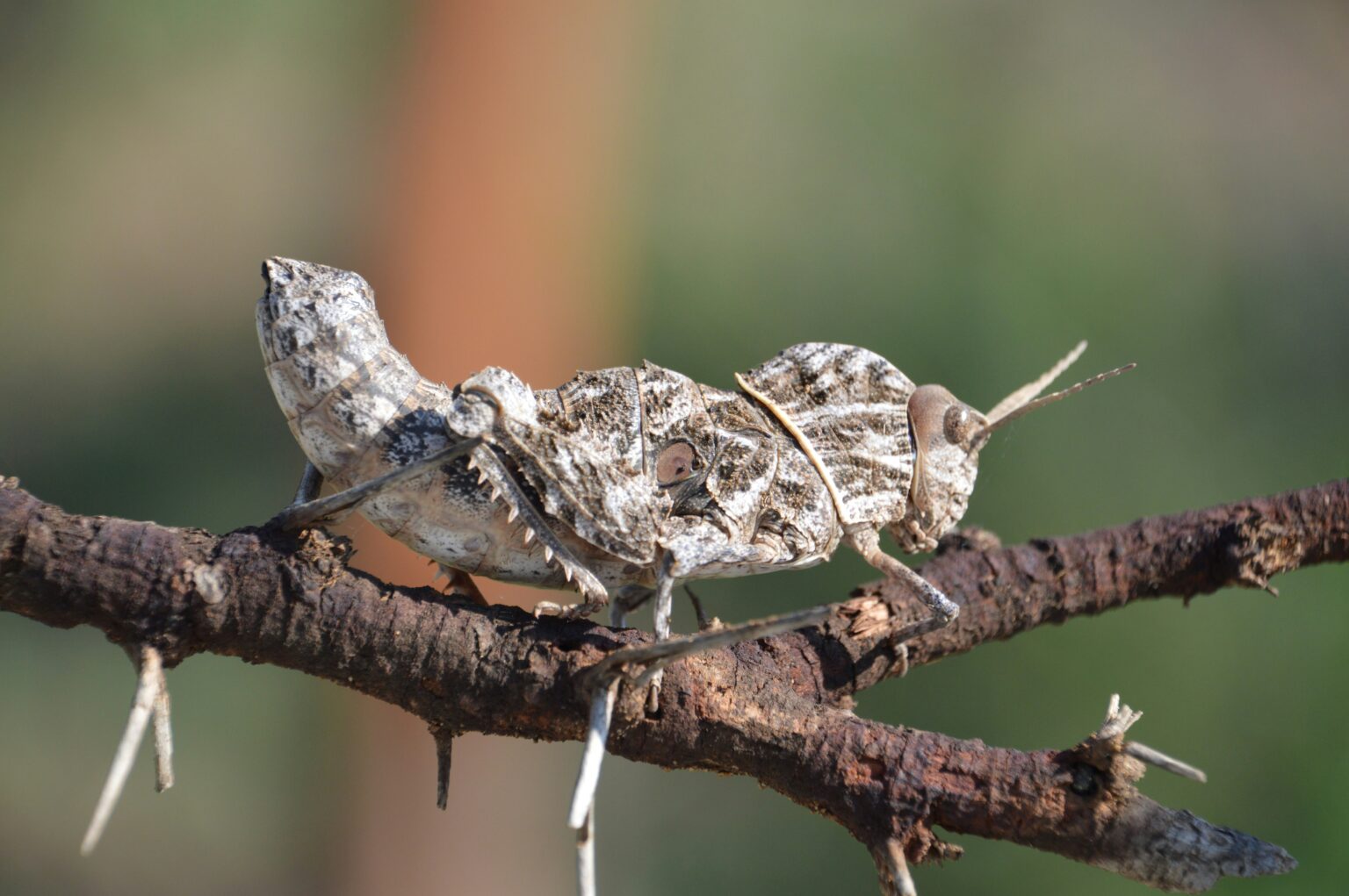 Wings Fangs and Camouflage Amazing Insect Adaptations Explained ...
