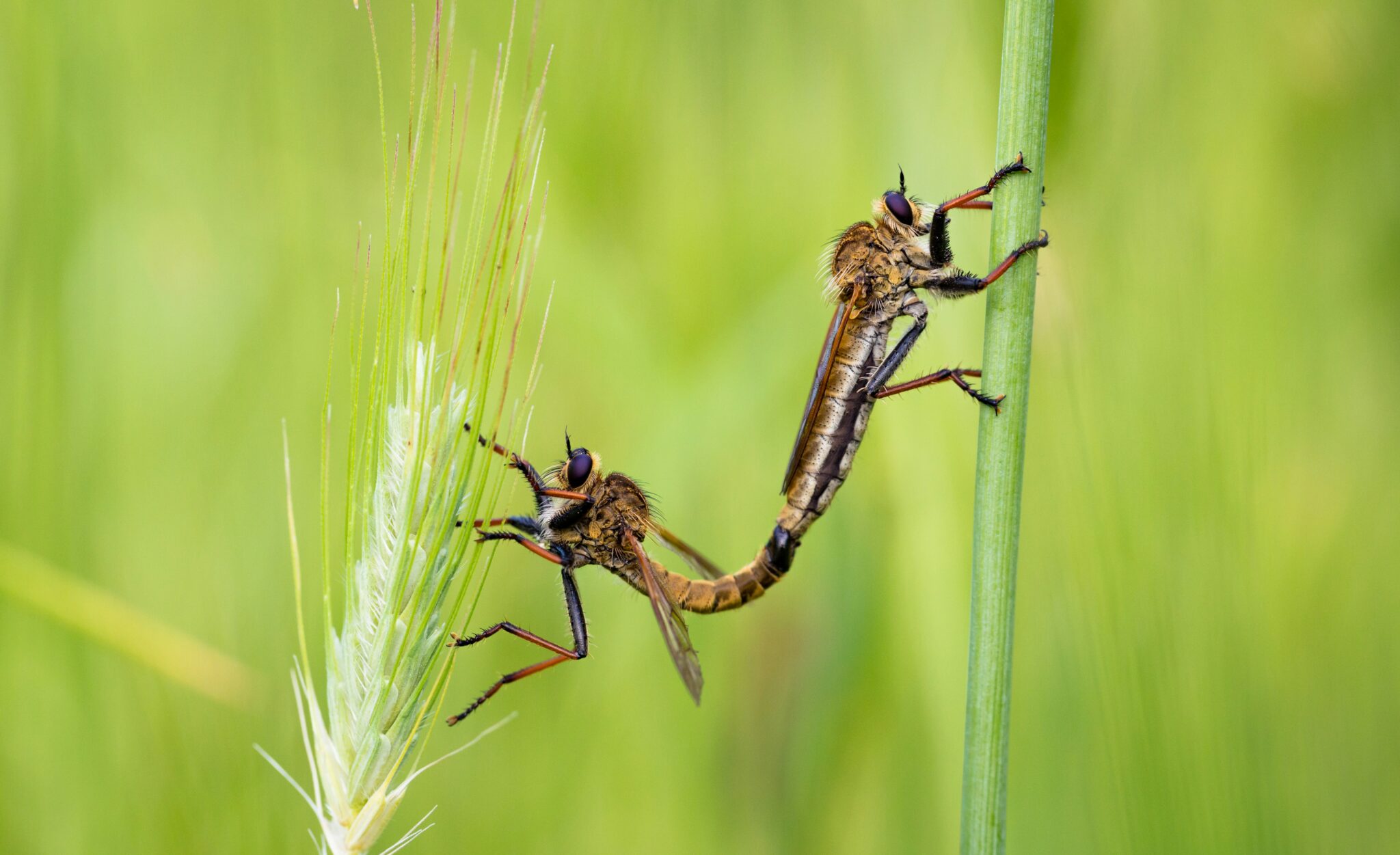 Bugs That Kill Their Mates And The Evolutionary Reason Behind It ...