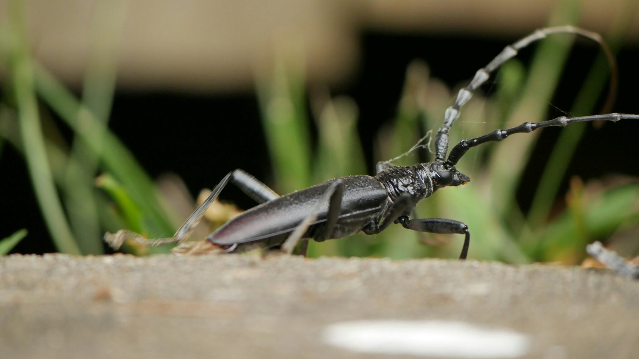 The Top Predatory Insects That Keep Pest Populations Low – Insect Hive