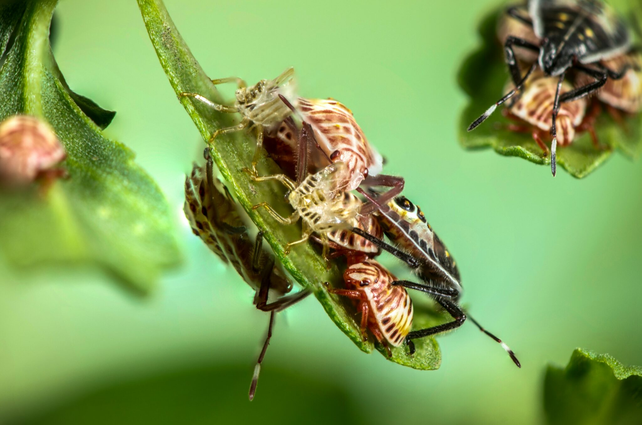 Can Insects Be the Future of Protein The Health Case for Eating Bugs ...