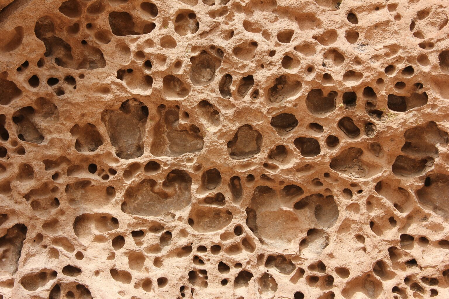 Why Some Termites Build Mounds That Act as Natural Air Conditioners ...