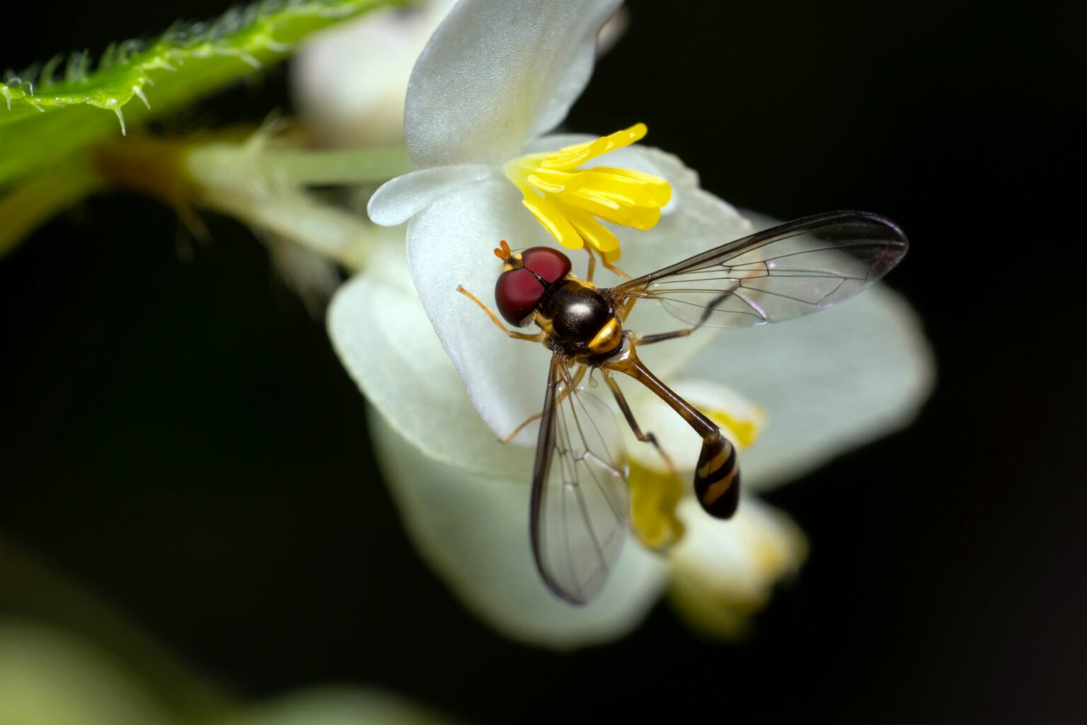 The Top Predatory Insects That Keep Pest Populations Low – Insect Hive