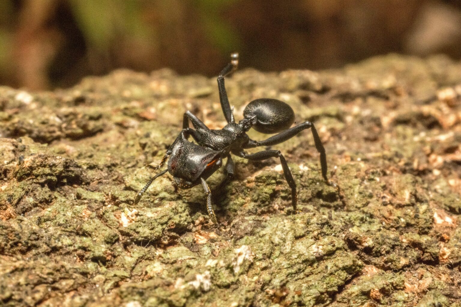 Mimicry in Insects When Bugs Pretend to Be Something Else – Insect Hive