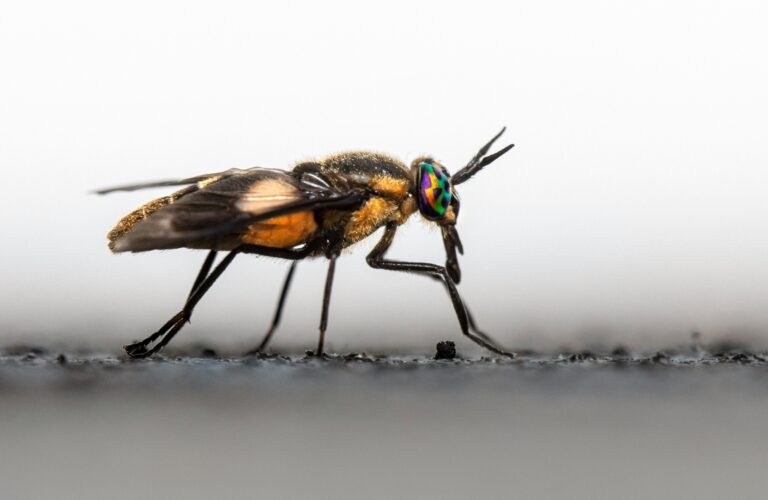 How Scientists Study Insects in the Wild and What They’re Learning ...