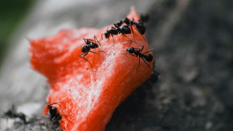 Inside a Bullet Ant Sting Natures Most Painful Bite Explained – Insect Hive