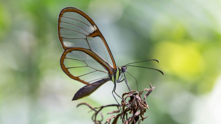 Life Inside a Cocoon What Really Happens During Insect Pupation ...