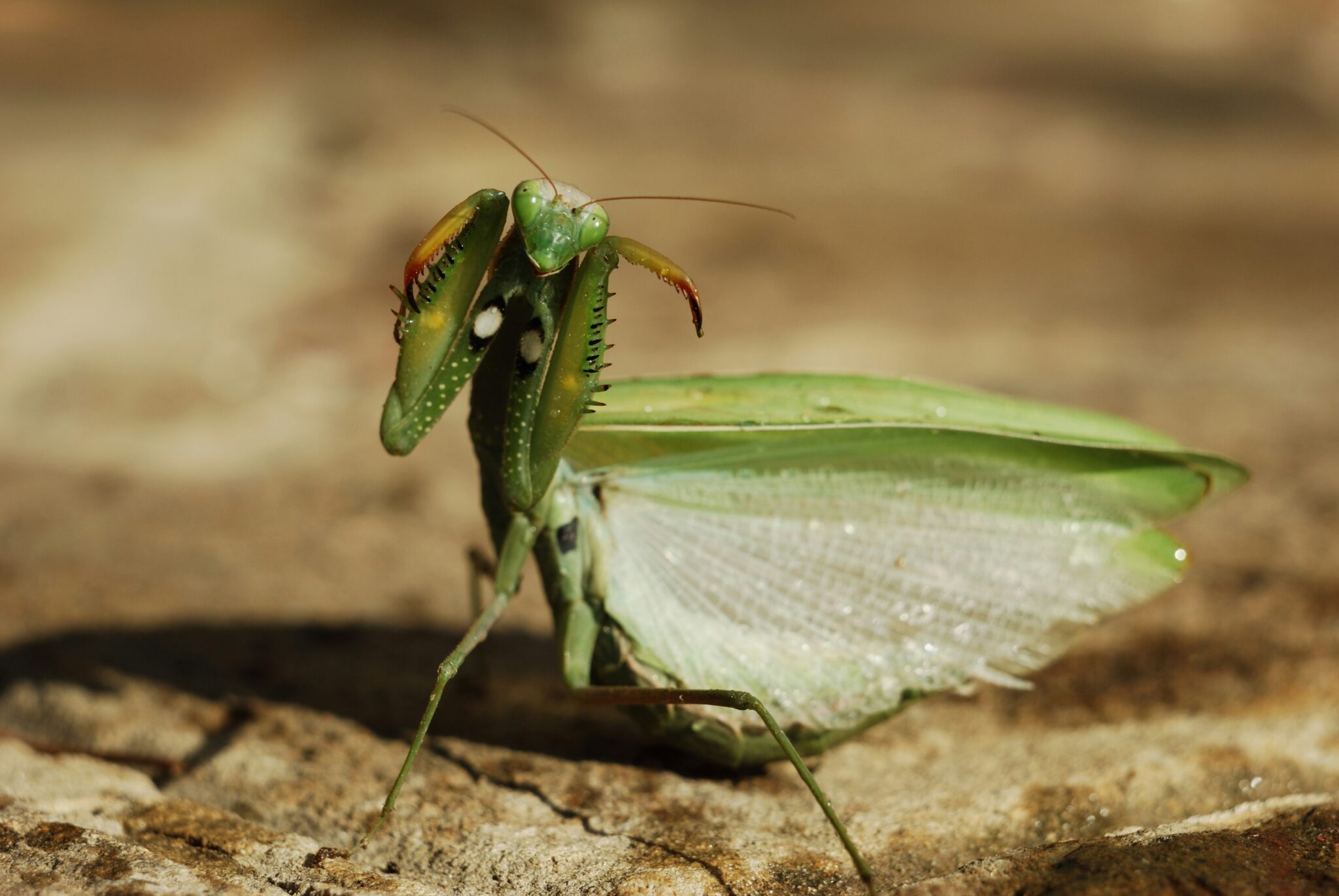 Bugs That Kill Their Mates And The Evolutionary Reason Behind It ...