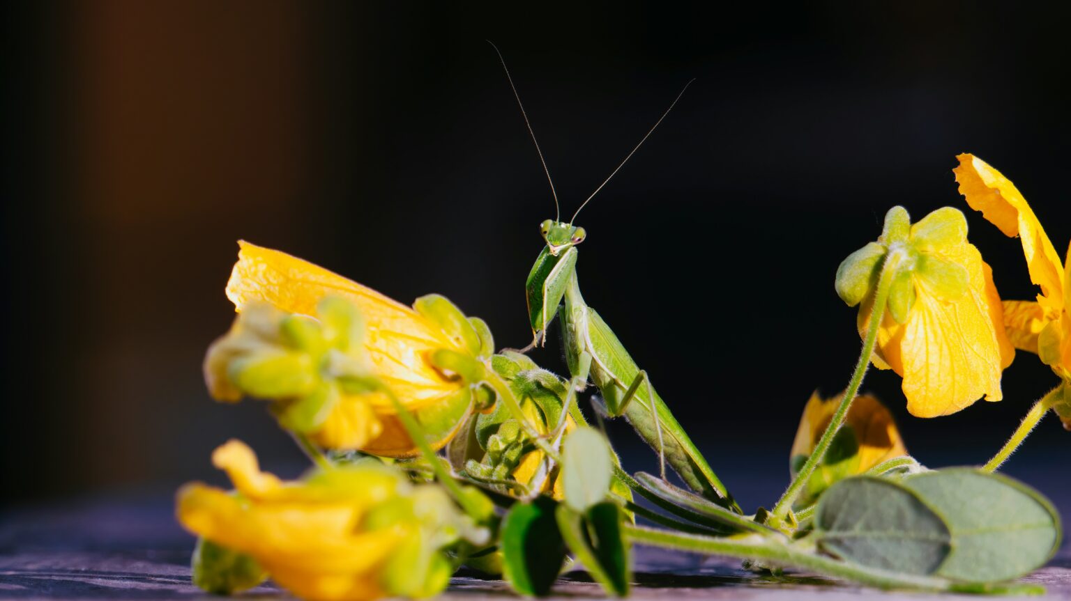 Can Insects Be the Future of Protein The Health Case for Eating Bugs ...