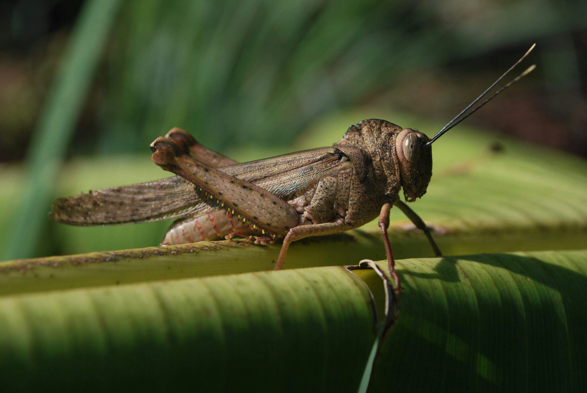 The Largest Insect Ever Recorded You Wont Believe Its Size – Insect Hive