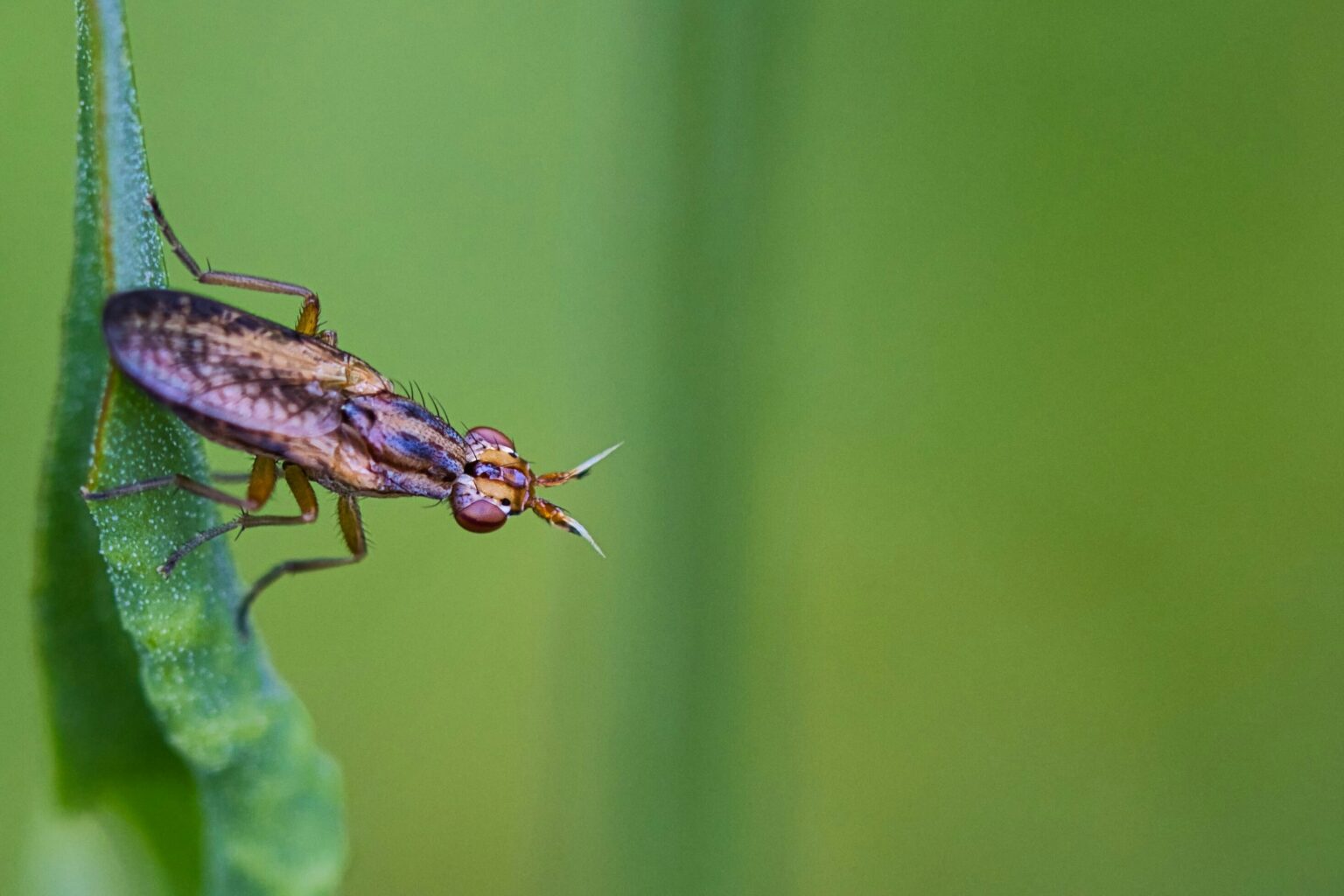The Insect That Can Jump 100 Times Its Own Height – Insect Hive
