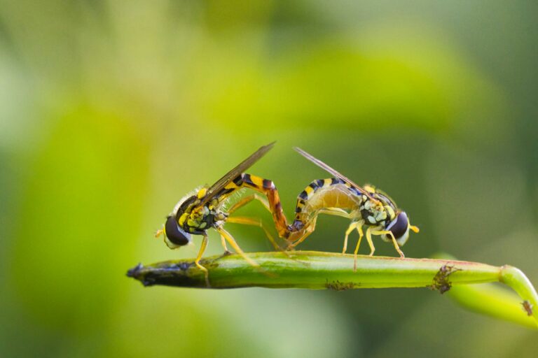 The Bugs Life vs Real Bug Life How Close Did Pixar Get to the Truth ...