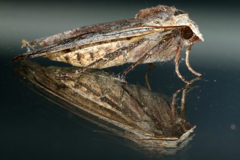 The Largest Insect Ever Recorded You Wont Believe Its Size – Insect Hive