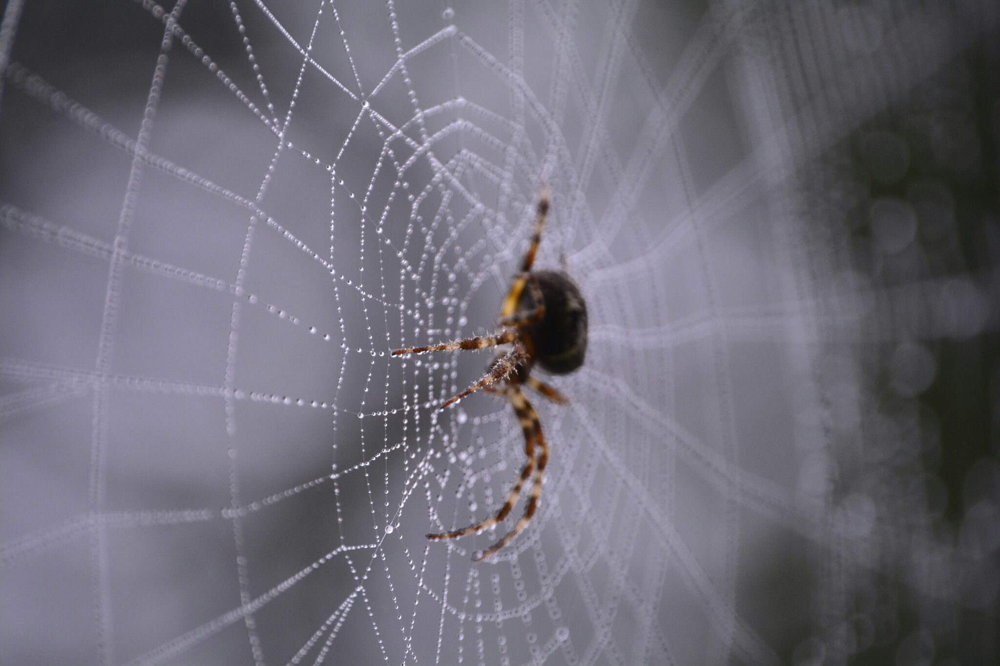 The Best Non Venomous Spiders for Beginner Pet Owners – Insect Hive