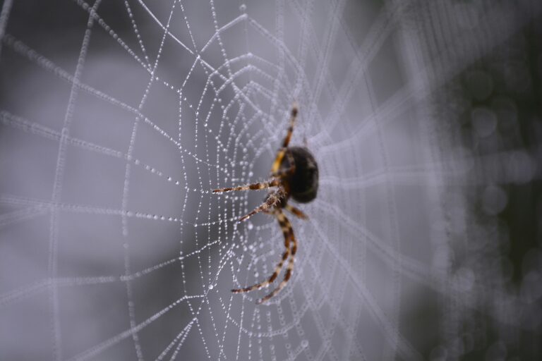 The Best Non Venomous Spiders for Beginner Pet Owners – Insect Hive