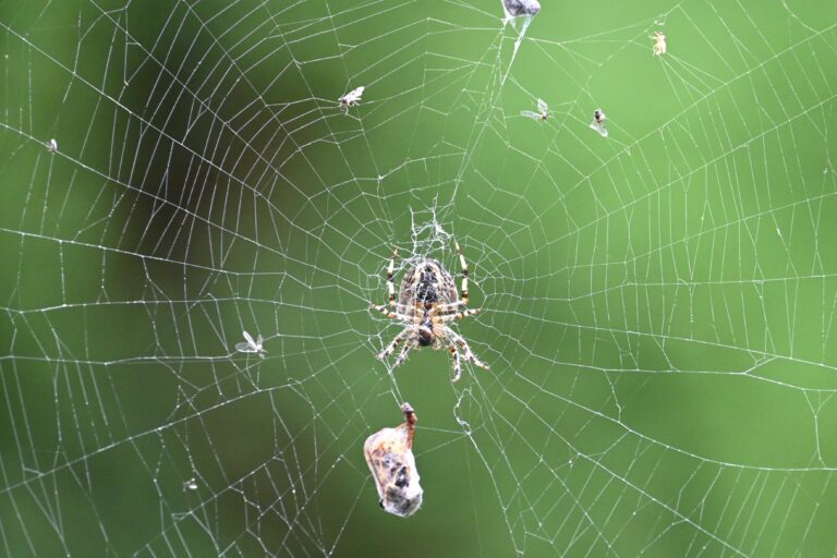 The Best Non Venomous Spiders for Beginner Pet Owners – Insect Hive