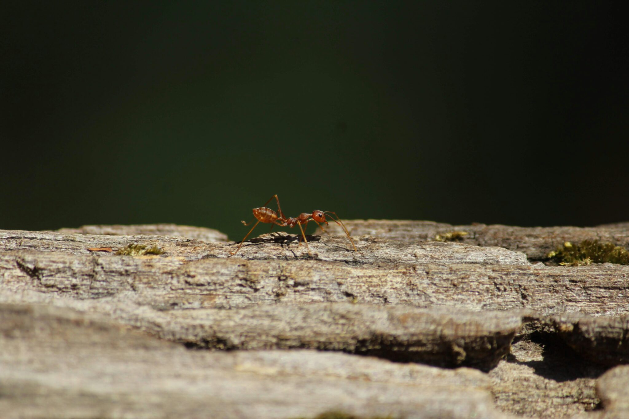 The Bugs Life vs Real Bug Life How Close Did Pixar Get to the Truth ...