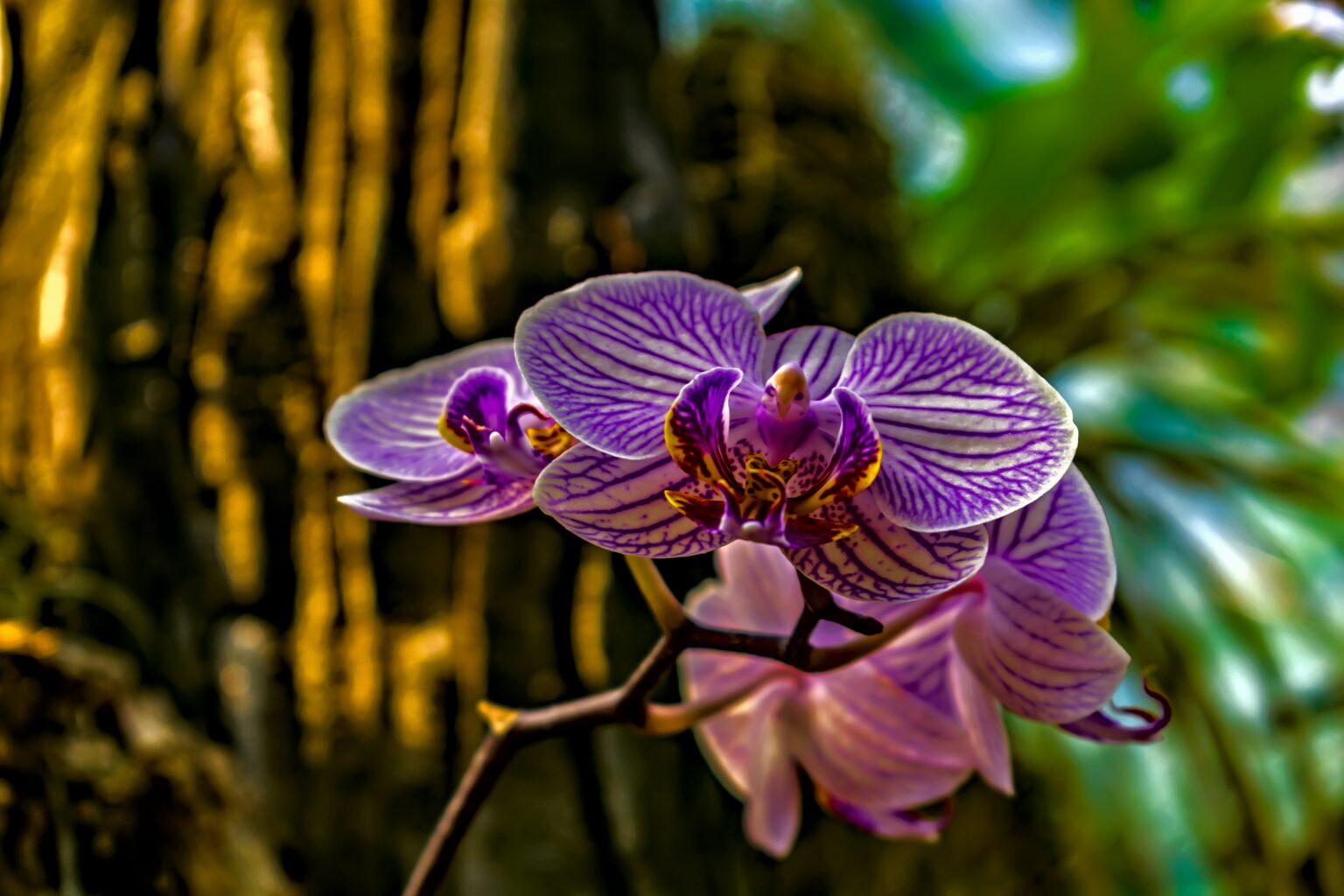 Orchid Mantis The Predator That Looks Like a Flower – Insect Hive