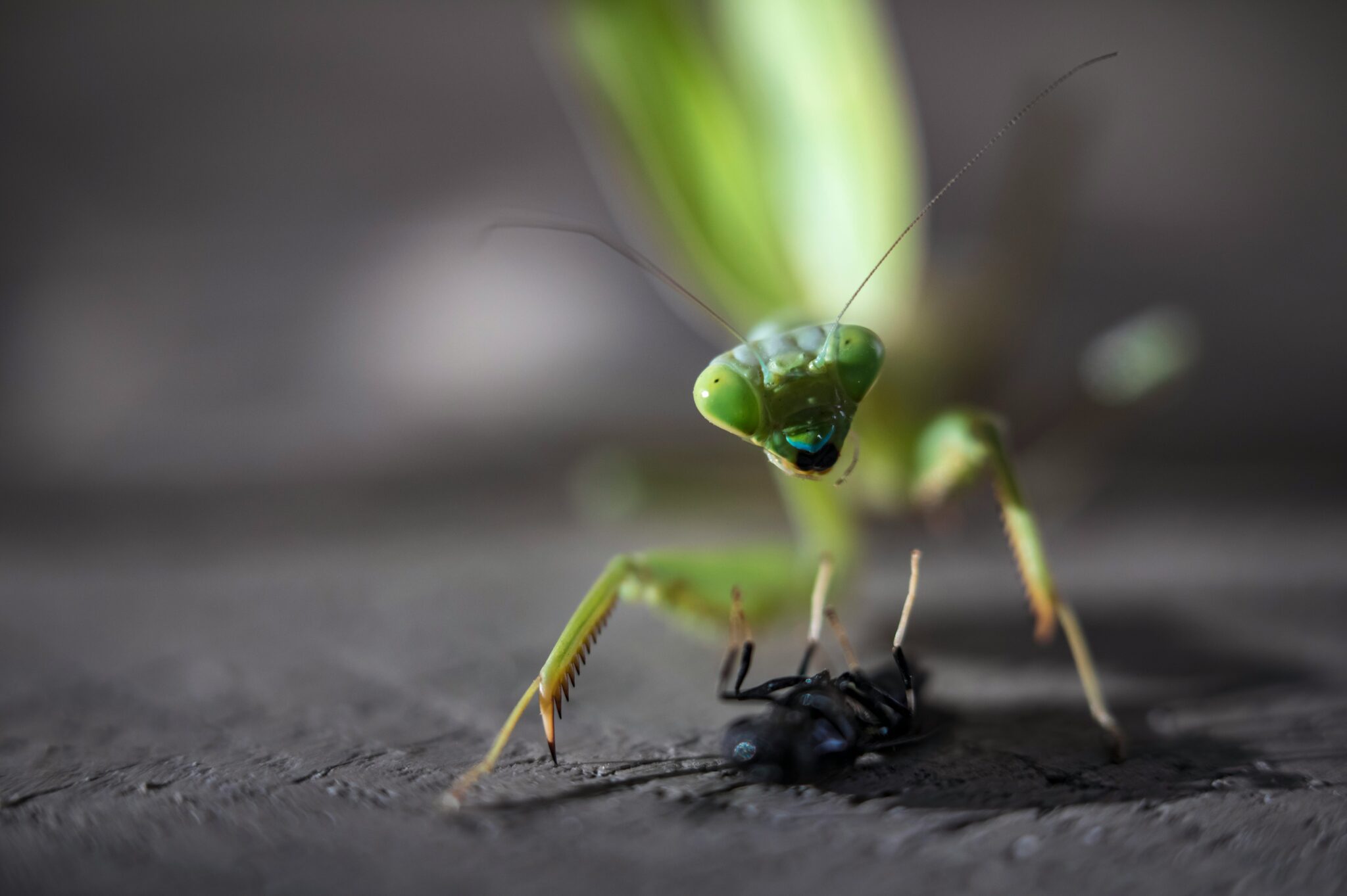 The Bugs Life vs Real Bug Life How Close Did Pixar Get to the Truth ...