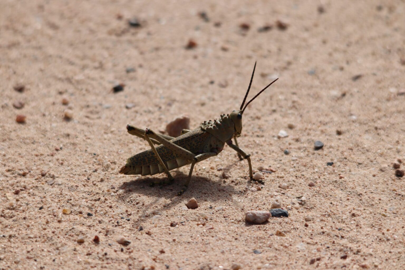 Wings Fangs and Camouflage Amazing Insect Adaptations Explained ...
