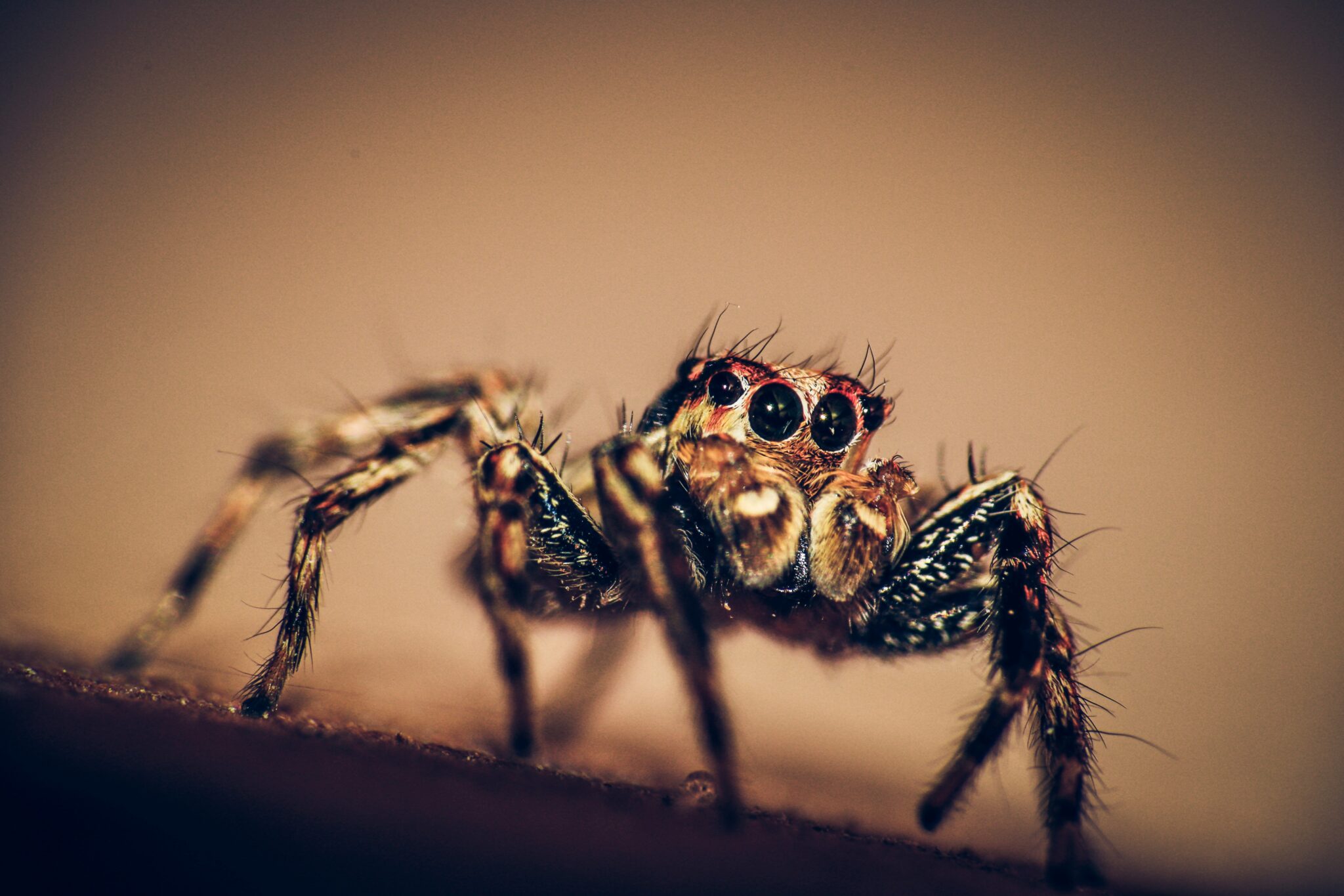 Why Most Spiders Are More Afraid of You Than You Are of Them – Insect Hive