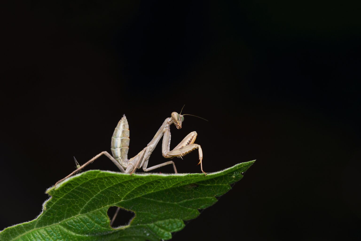 The Insect That Can Jump 100 Times Its Own Height – Insect Hive