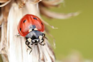 The Top Predatory Insects That Keep Pest Populations Low – Insect Hive
