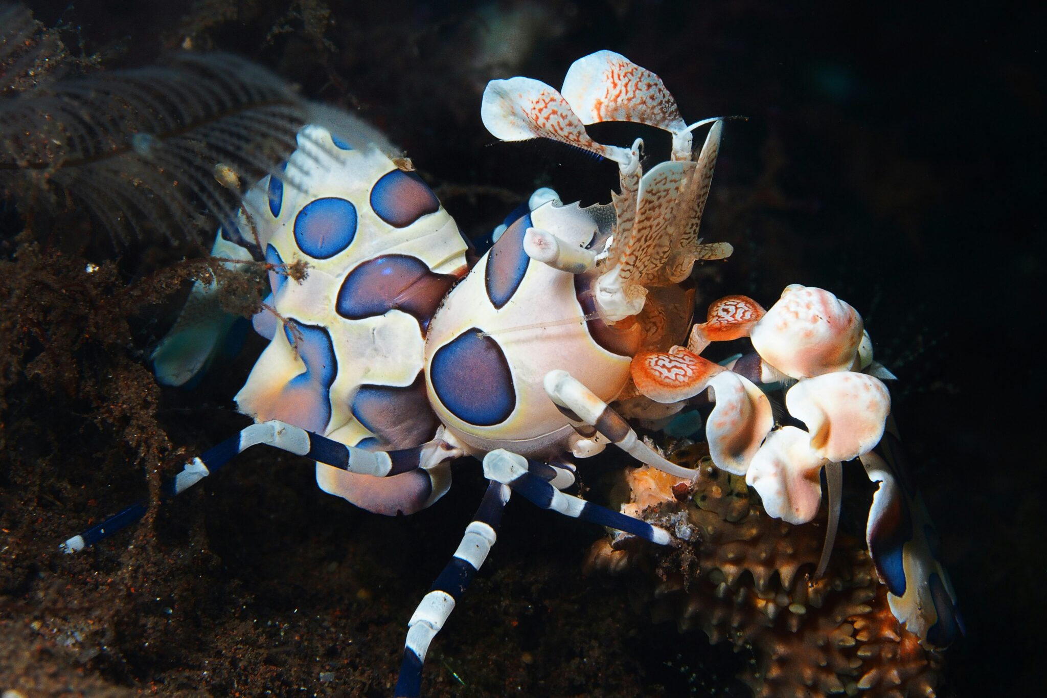 The Insect That Moves So Fast It Creates a Sonic Boom Underwater ...