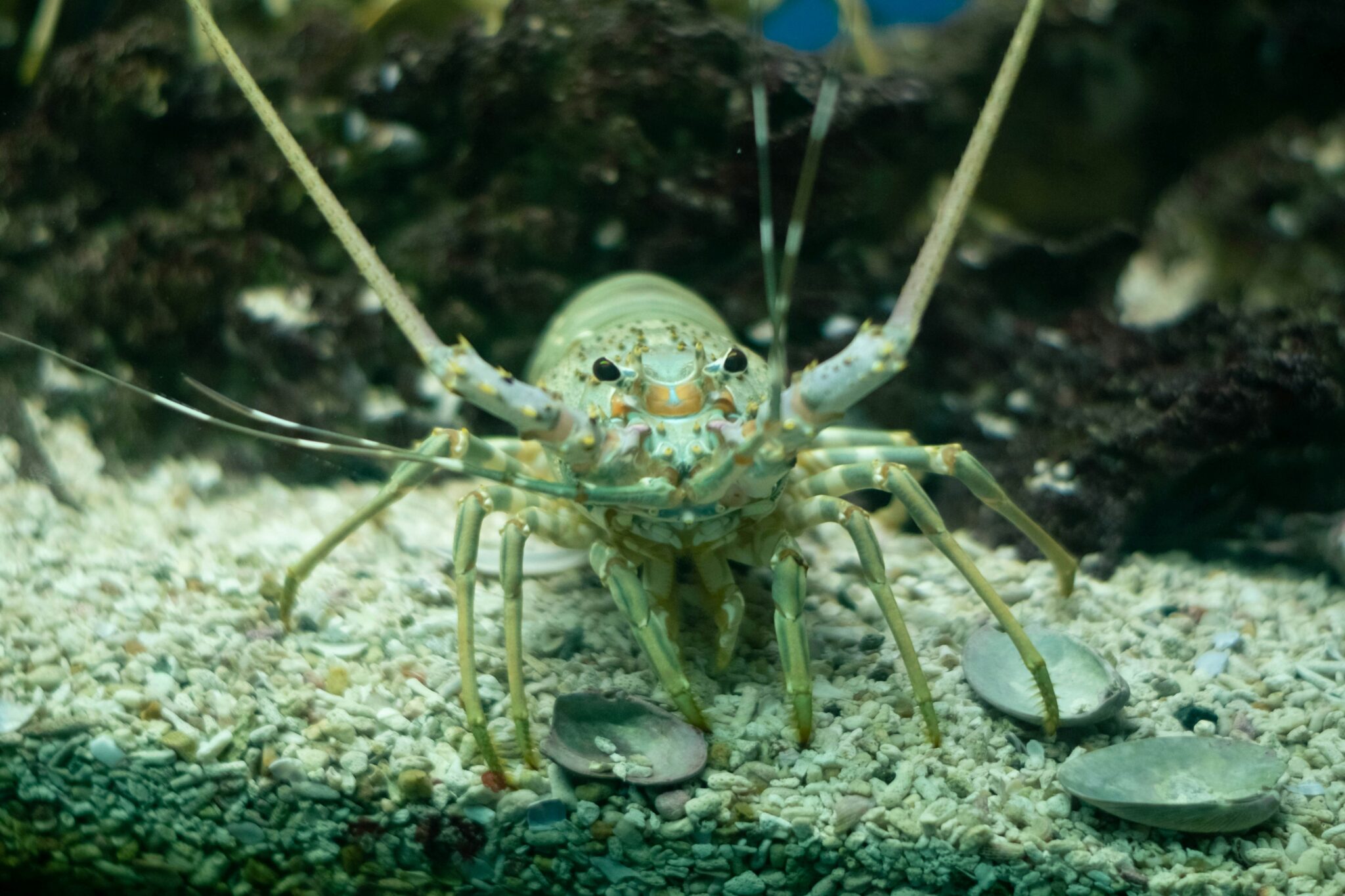The Insect That Moves So Fast It Creates a Sonic Boom Underwater ...