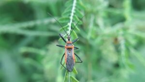 The Top Predatory Insects That Keep Pest Populations Low – Insect Hive