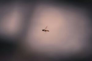 The Insect That Can Jump 100 Times Its Own Height – Insect Hive
