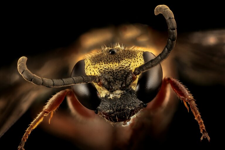 Why Some Insects Can’t See Red (And Others See UV Instead) – Insect Hive