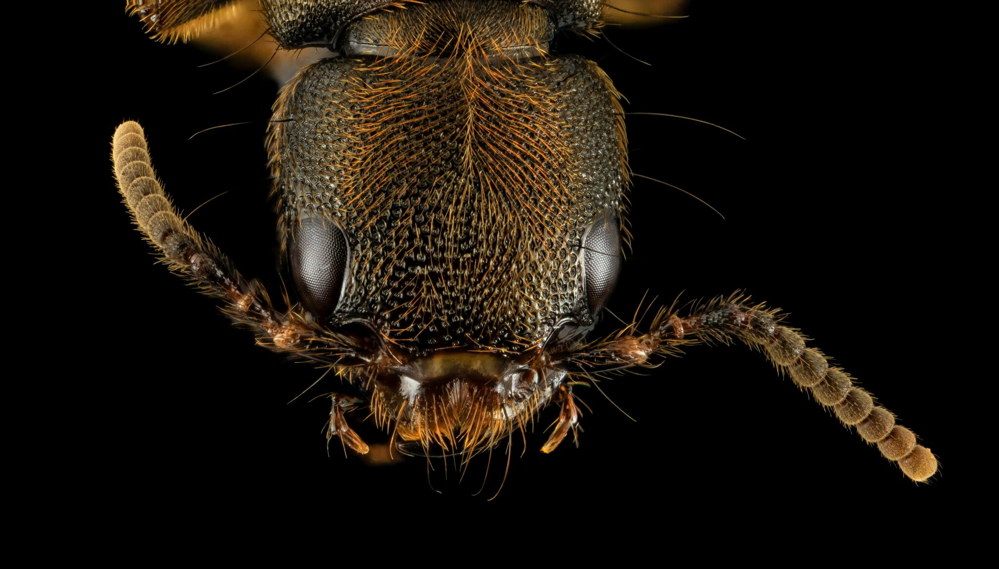 Wings Fangs and Camouflage Amazing Insect Adaptations Explained ...