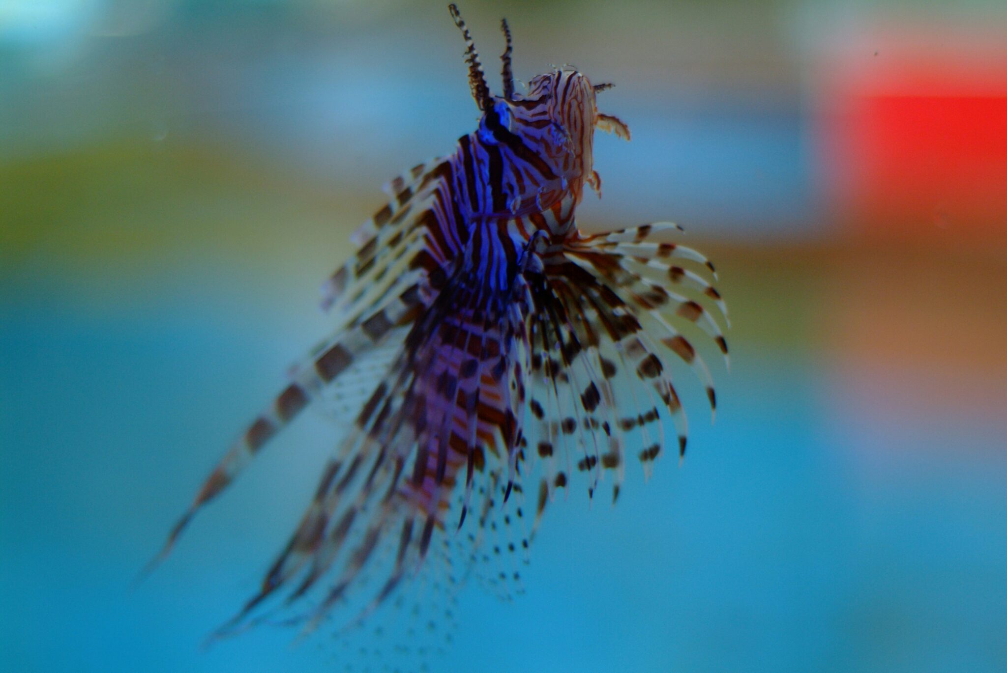 The Insect That Moves So Fast It Creates a Sonic Boom Underwater ...