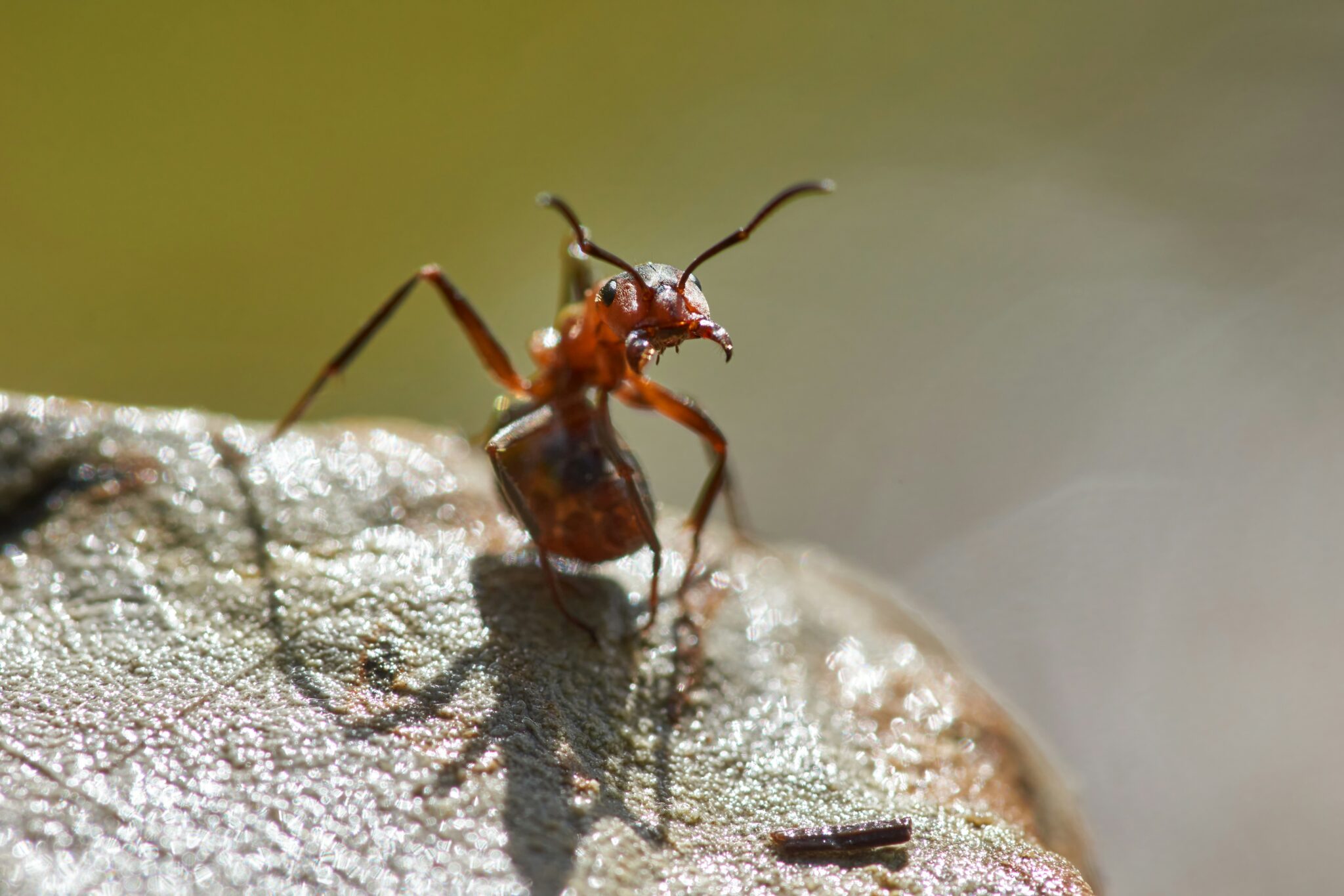 Inside a Bullet Ant Sting Natures Most Painful Bite Explained – Insect Hive
