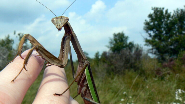 Caring for a Praying Mantis: Your Guide to Raising a Tiny Predator ...